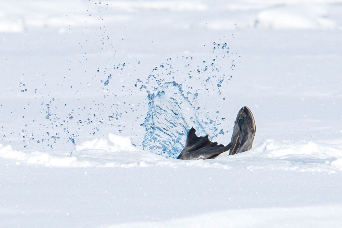 Escaping Seal – Penny Ashford Water Photography